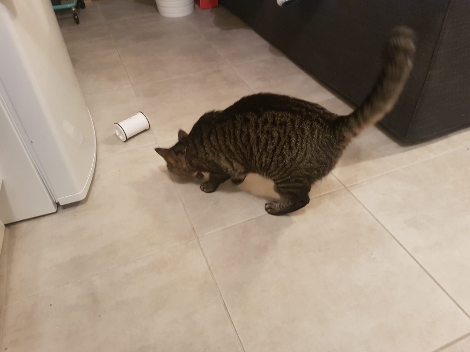 Super hungry cat food dispenser roll by Jerbear | Download free STL ...