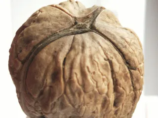 Walnut 3D scan by DocMike | Download free STL model | Printables.com