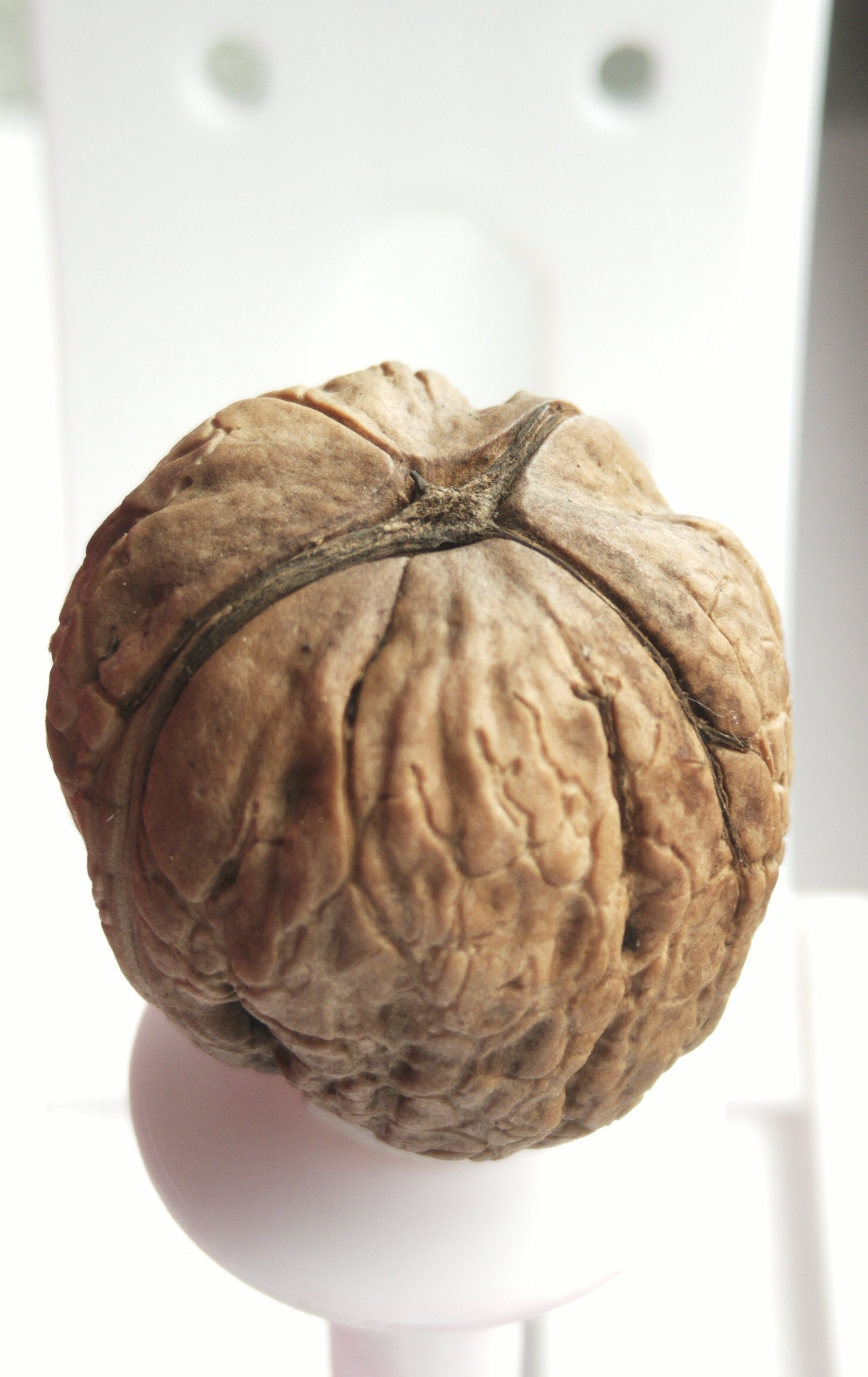 Walnut 3D scan by DocMike | Download free STL model | Printables.com