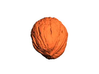 Walnut 3D scan by DocMike | Download free STL model | Printables.com