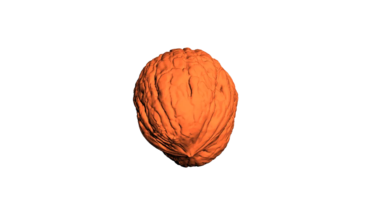 Walnut 3D scan by DocMike | Download free STL model | Printables.com