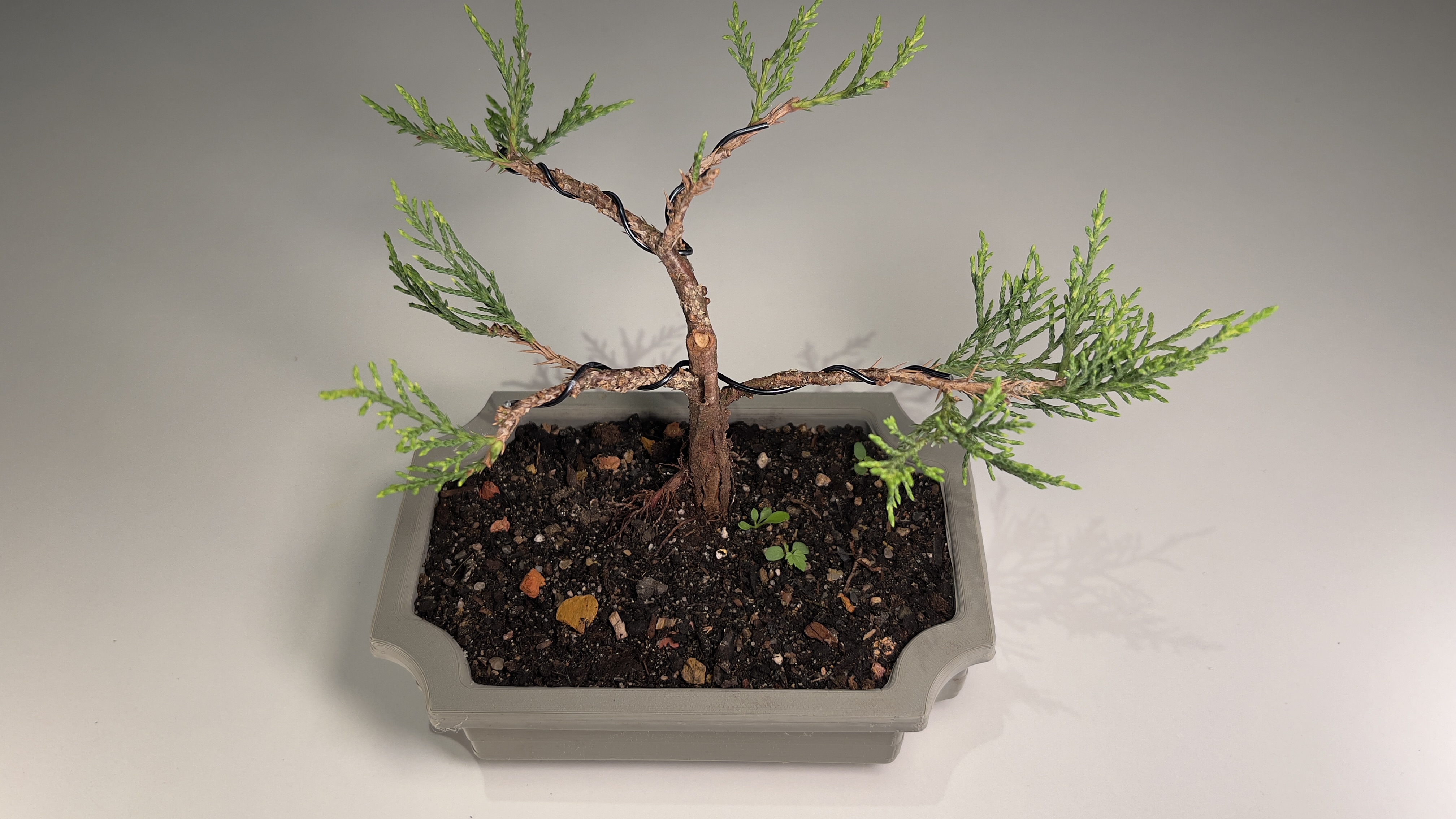 Bonsai pots + coasters by Panikraum | Download free STL model ...