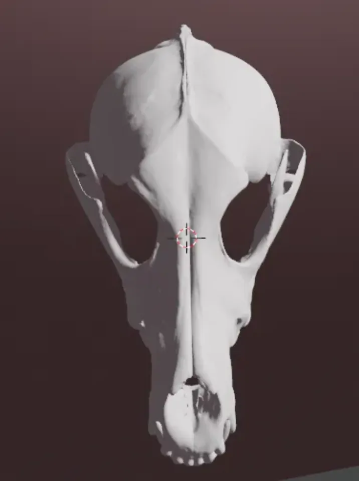 Wolf Skeleton Sitting