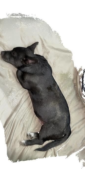 Korbie Corgi Mix da Walnetto | Scarica il modello STL gratuito ...