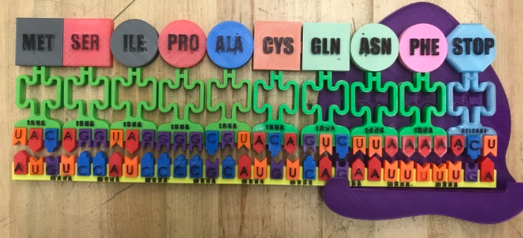 Translation Modeling Activity by sgoclowski2023 | Download free STL ...