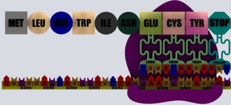 Translation Modeling Activity by sgoclowski2023 | Download free STL ...