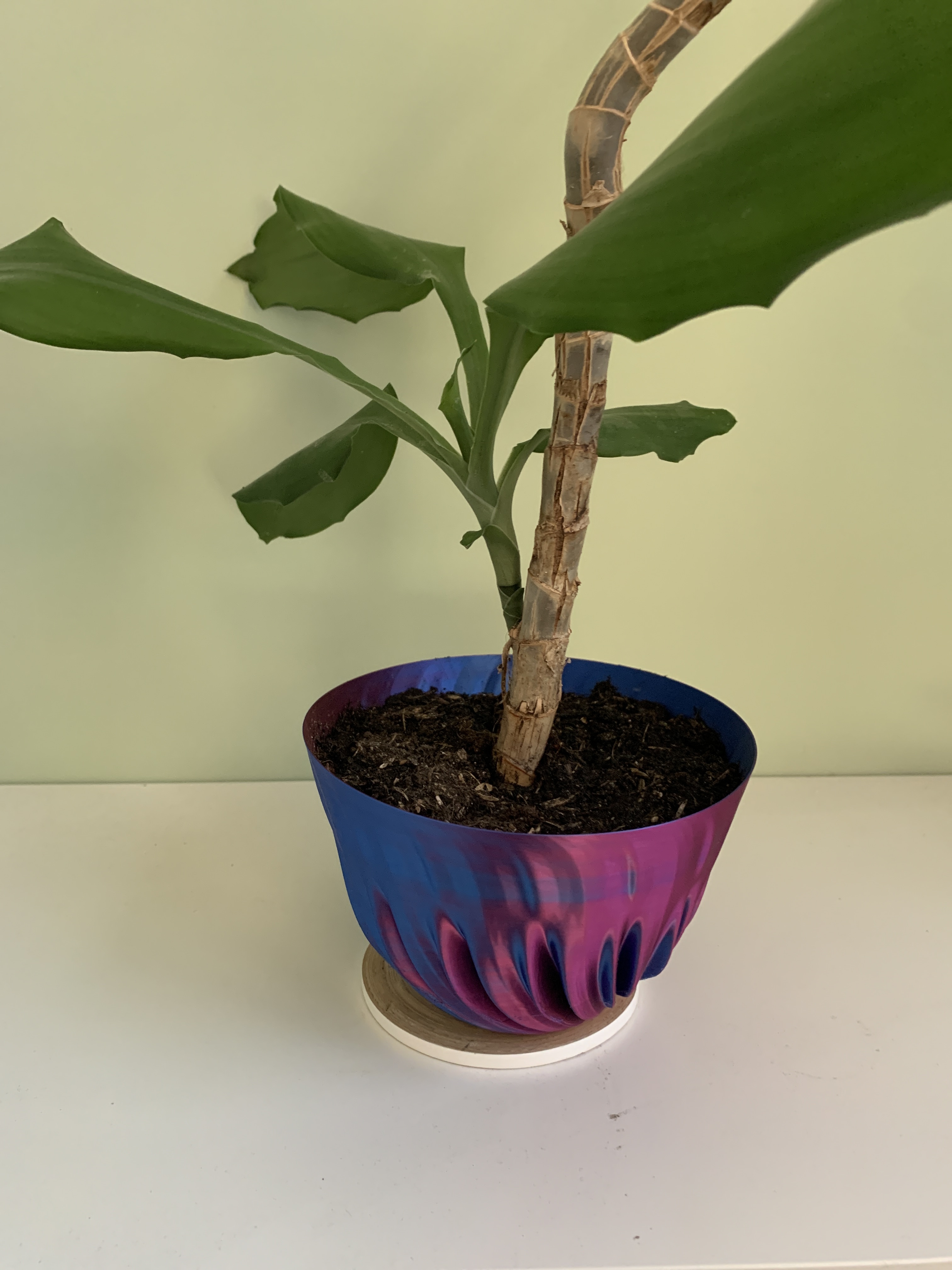 Organic Spiral Plant Pot by Robin ter Heide | Download free STL model ...