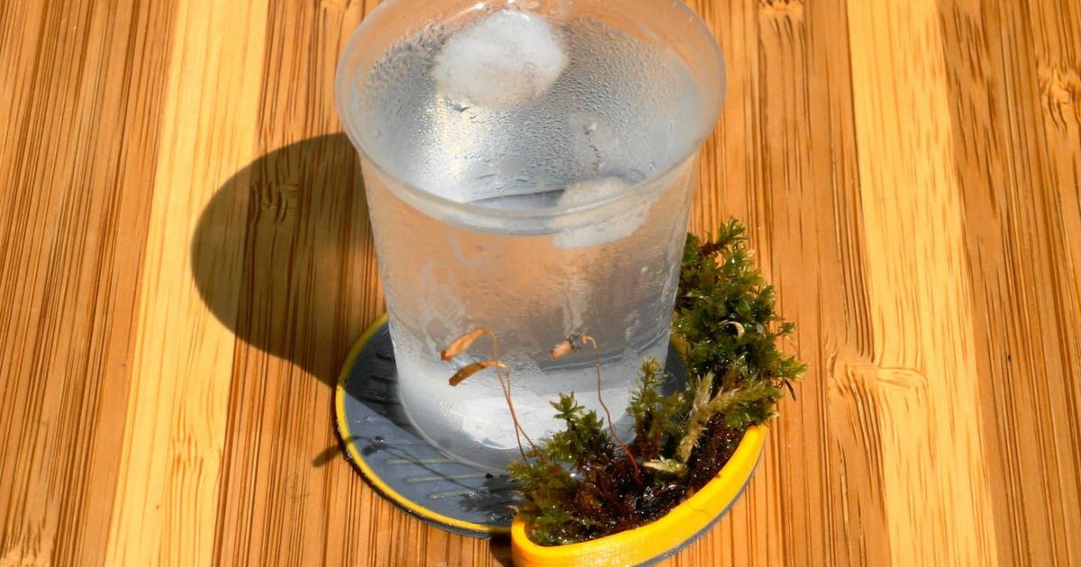 Moss Coaster by Jack | Download free STL model | Printables.com