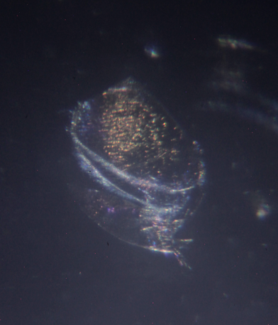 Canon EF to Microscope adapter by 3D_Printing_Enjoyer | Download free ...