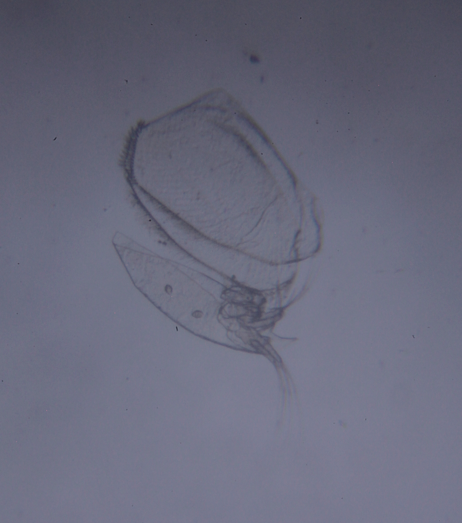 Canon EF to Microscope adapter by 3D_Printing_Enjoyer | Download free ...