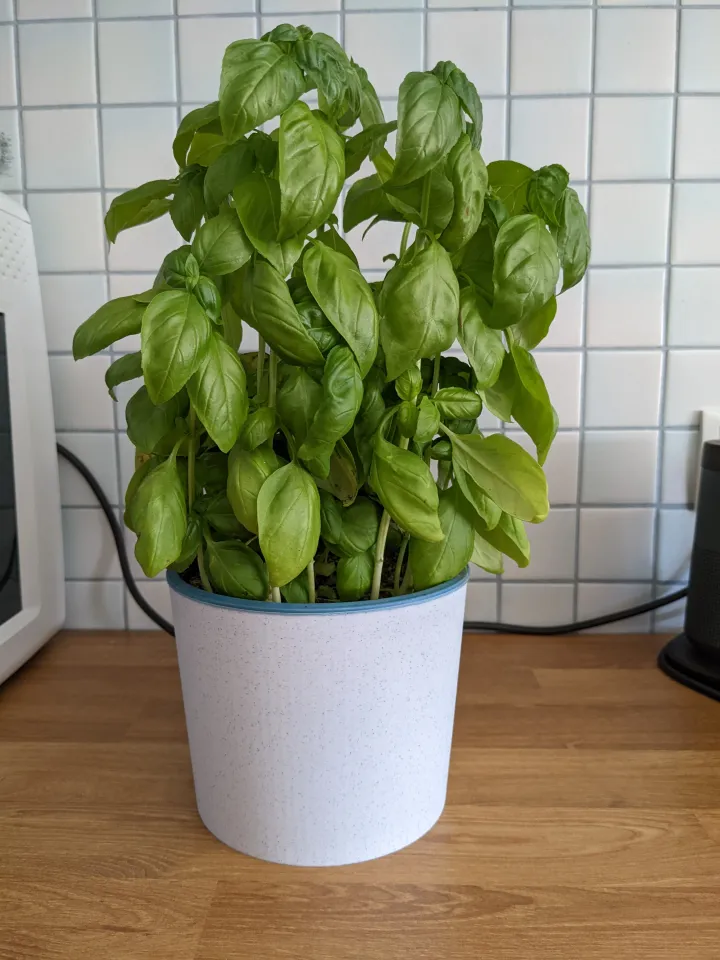 Basic Planter by JvAh | Download free STL model | Printables.com