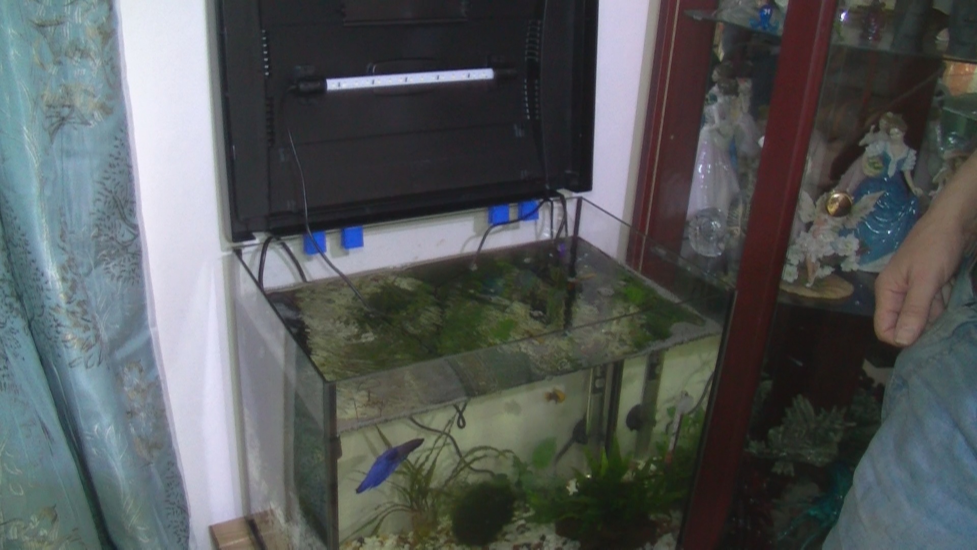 Fish Tank Open lid clips. To hold an open lid on a fish tank by 3D Try ...