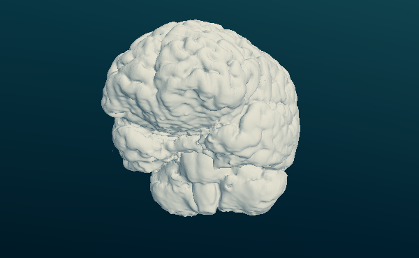Human Brain by DeanCording | Download free STL model | Printables.com
