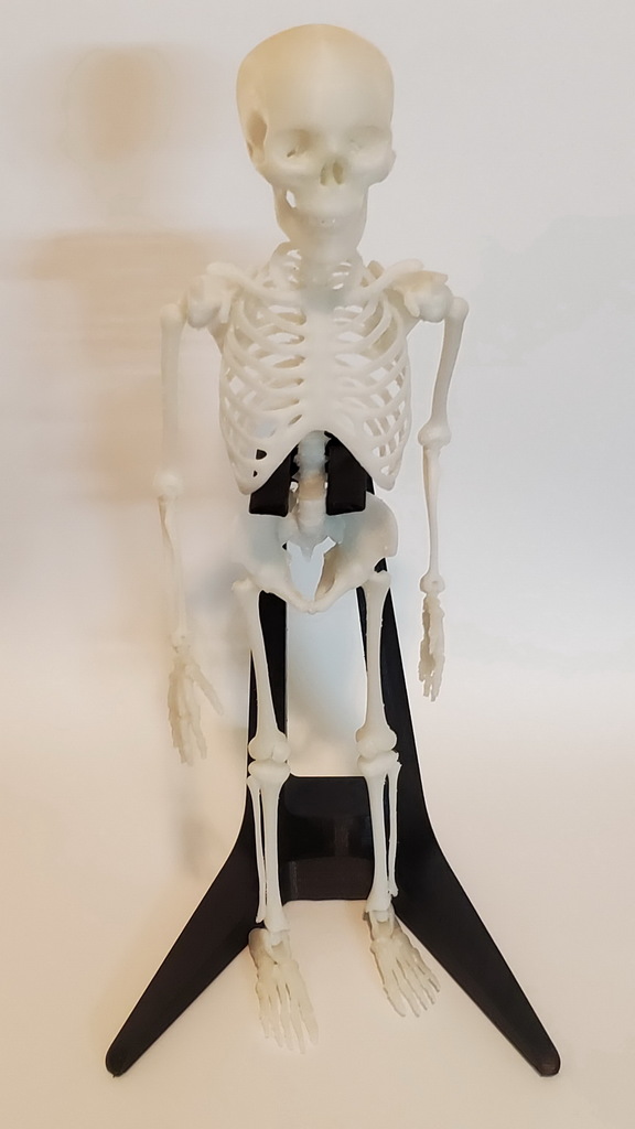 Stand for a Skeleton by ZR | Download free STL model | Printables.com