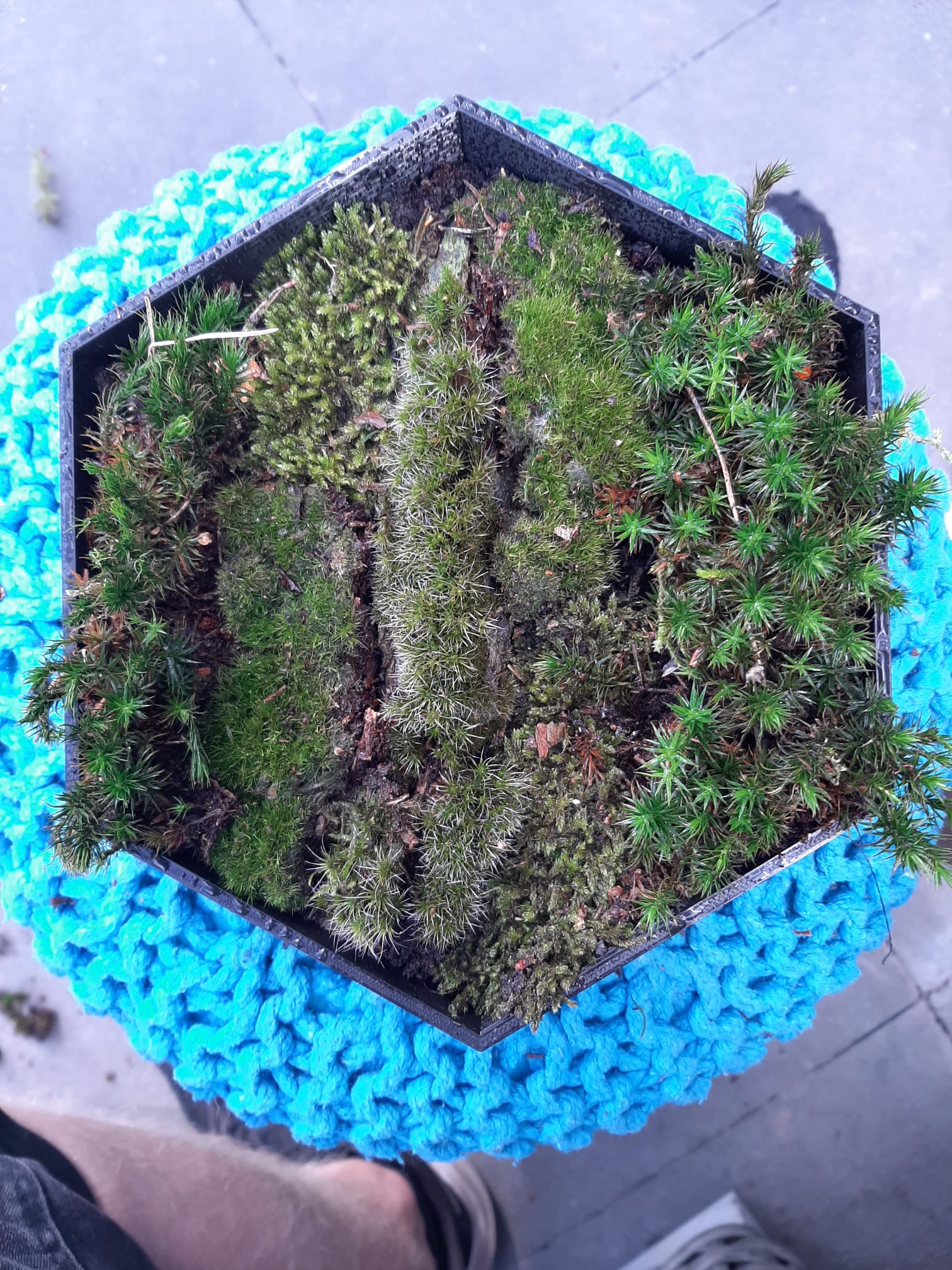 moss plate by thom | Download free STL model | Printables.com