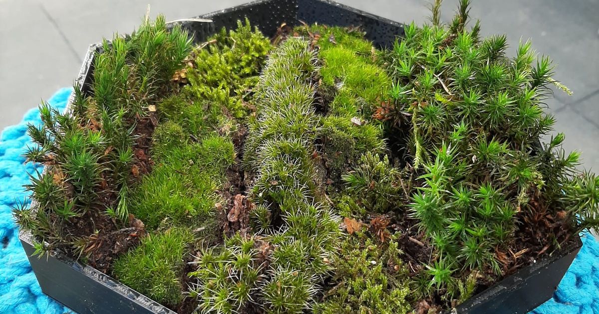 moss plate by thom | Download free STL model | Printables.com