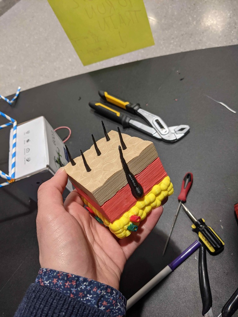 Skin Layer Model by Riley CLZ Tech Studio | Download free STL model ...