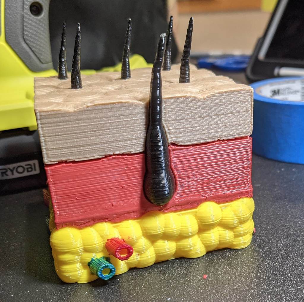 Skin Layer Model by Riley CLZ Tech Studio | Download free STL model ...