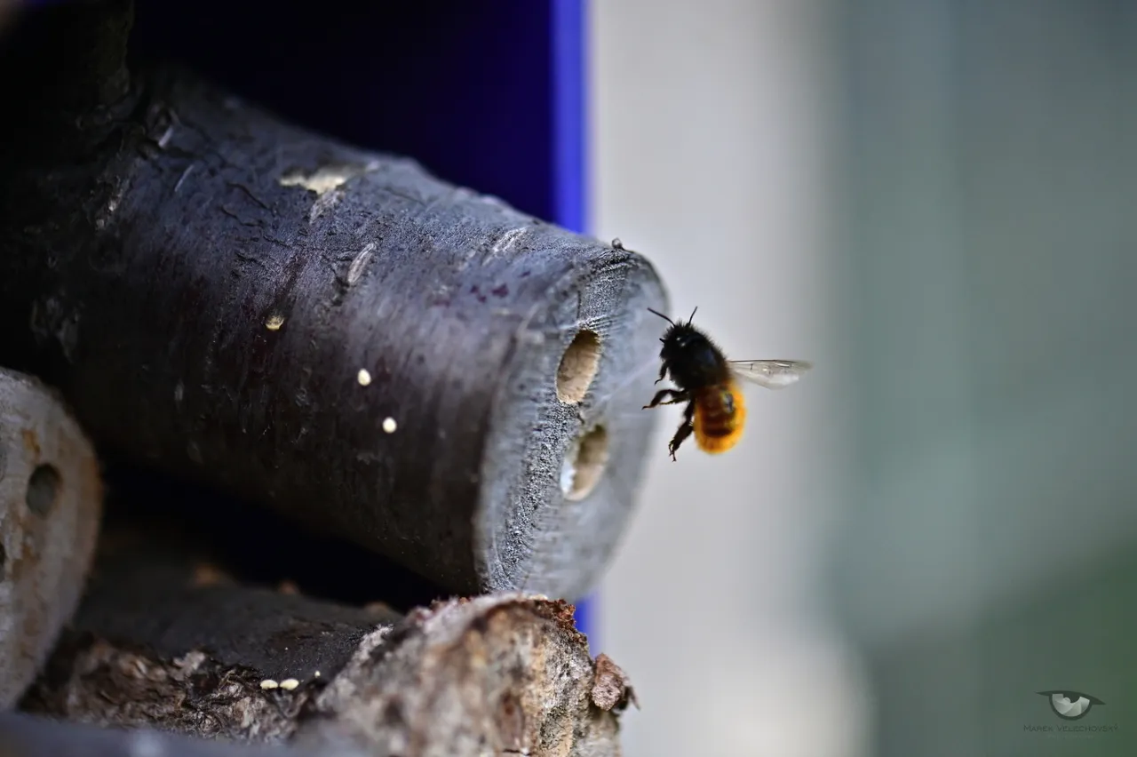 Insect house by Marek Velechovský | Education | Printables.com