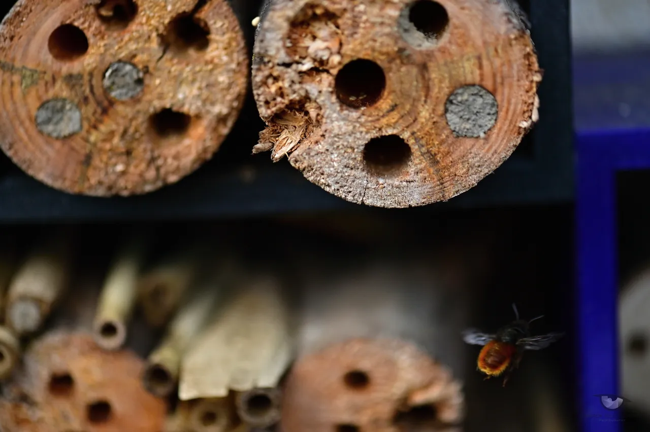 Insect house by Marek Velechovský | Education | Printables.com