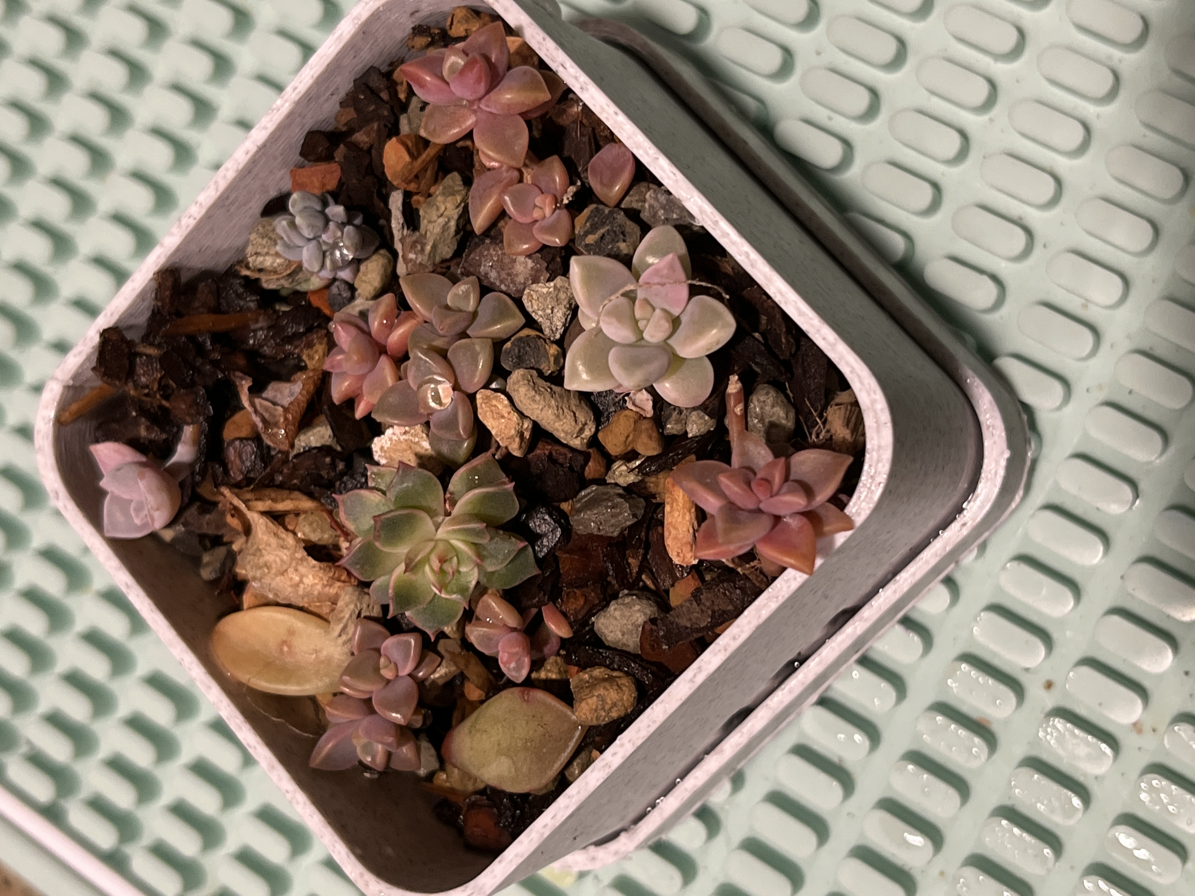 Modern modular planter for plants or succulents (multiple sizes) by ...