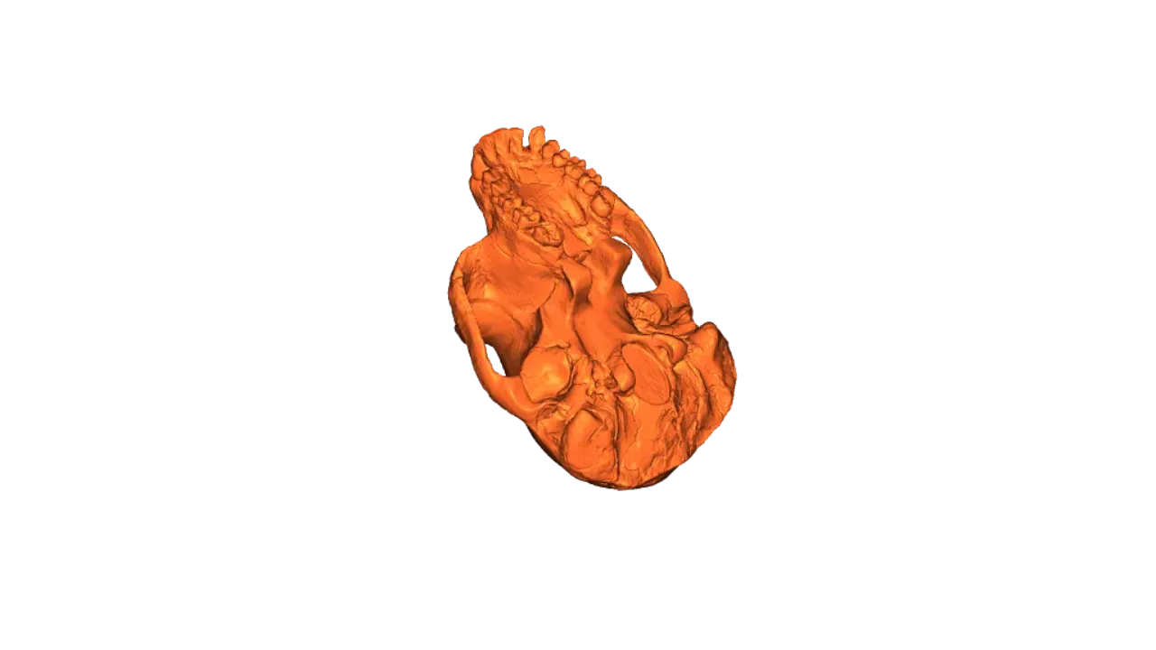 australopithecus skull 3d print