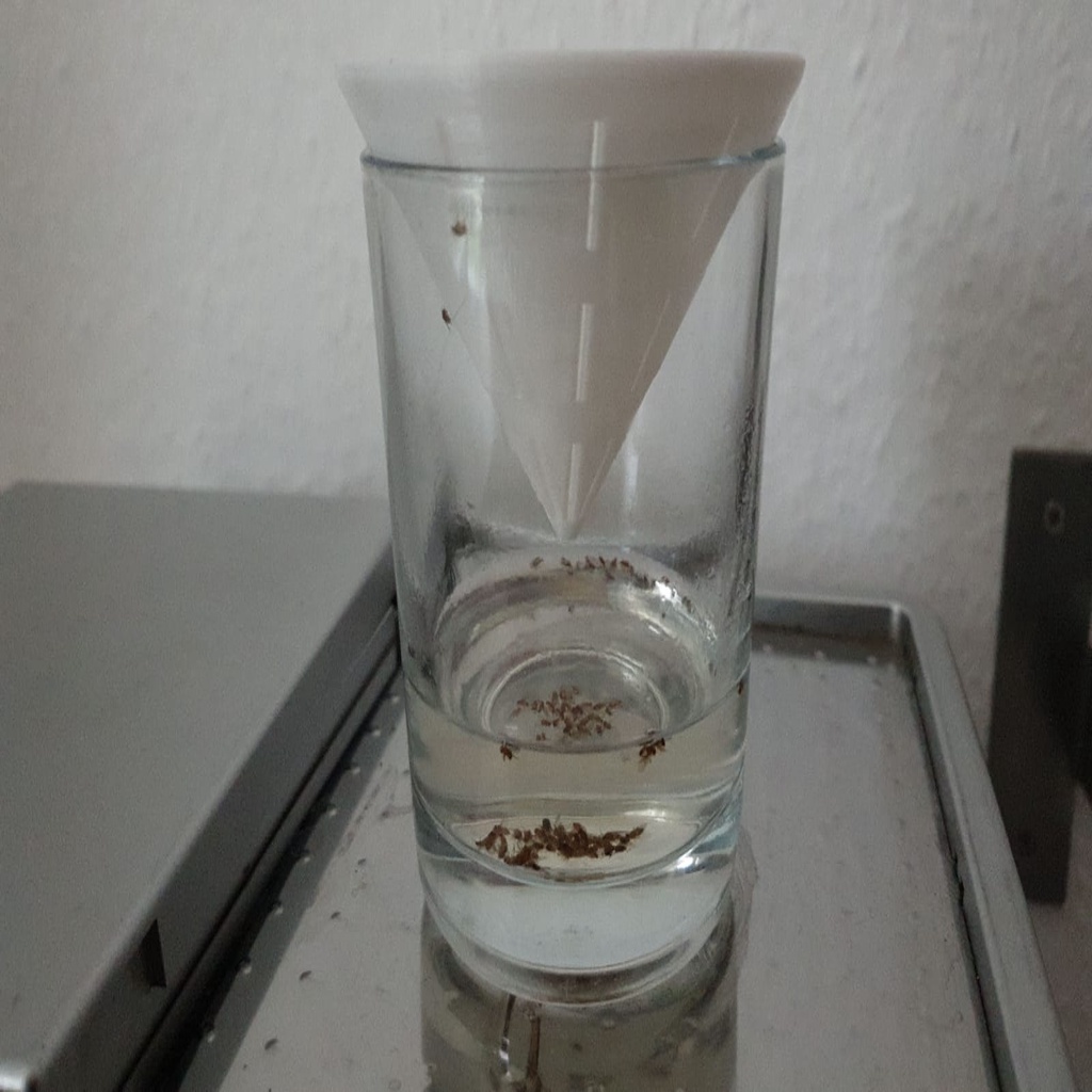 Fruit Fly Trap Funnel (Fruchtfliegenfalle) / Prints Fast! by SmashD ...