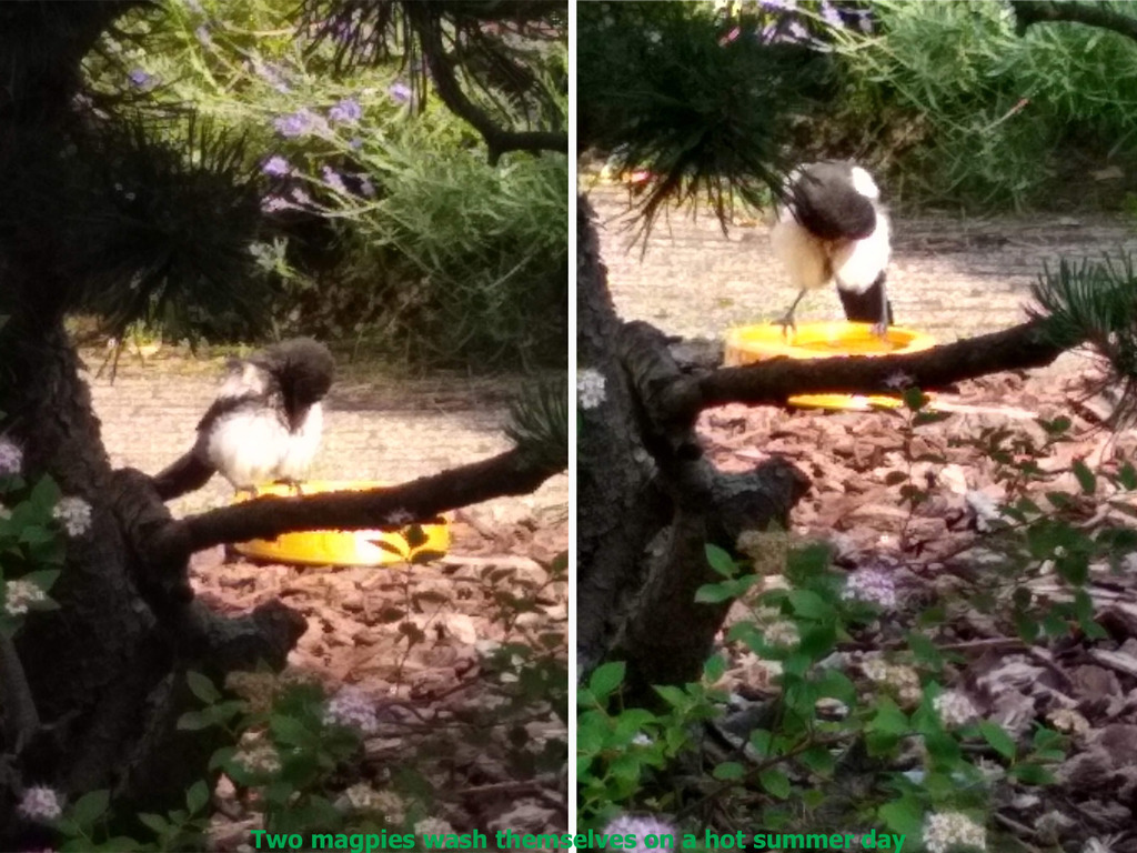 Bird bath with different levels (customizable) by Coat | Download free ...