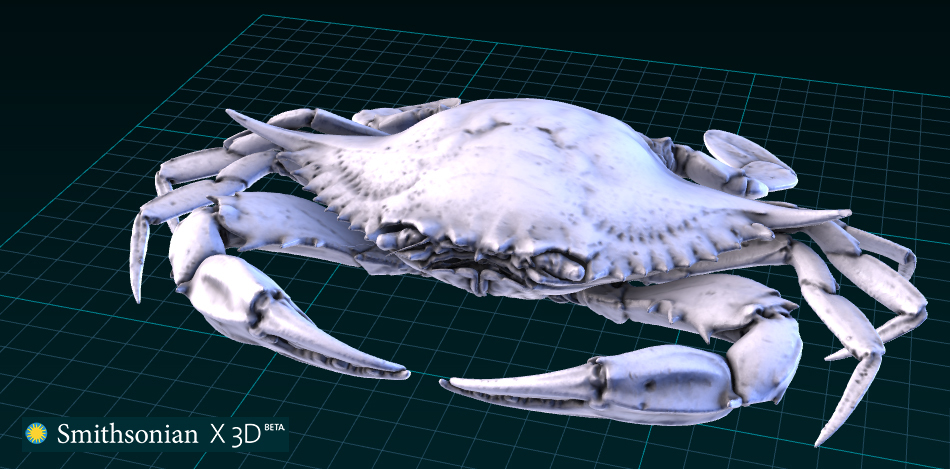 Maryland Blue Crab by electronlove | Download free STL model ...