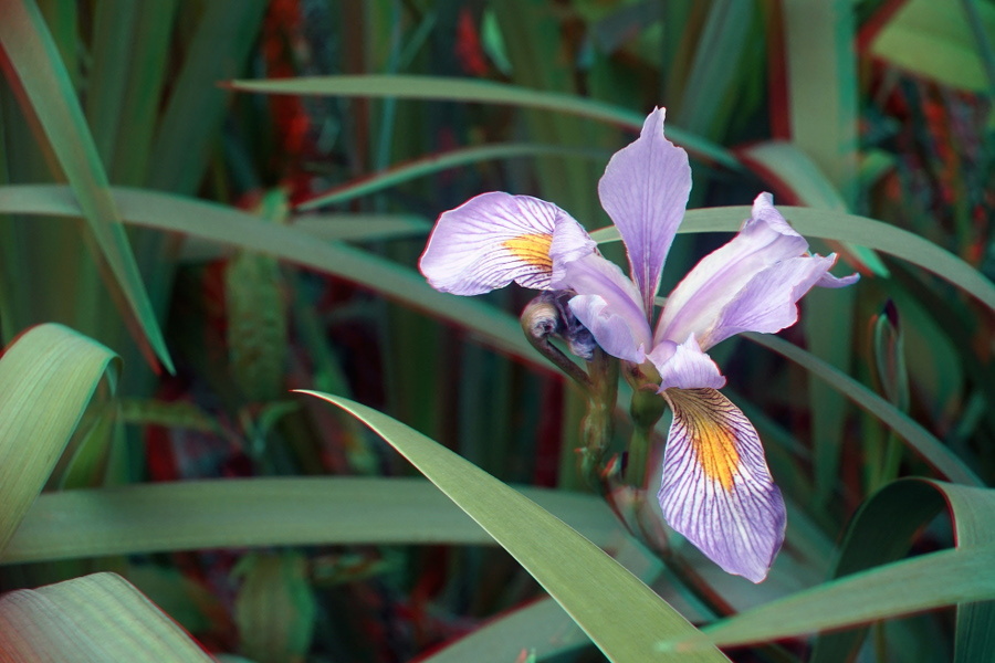 Anaperture Single-Shot Anaglyph Apertures by ProfHankD | Download free ...
