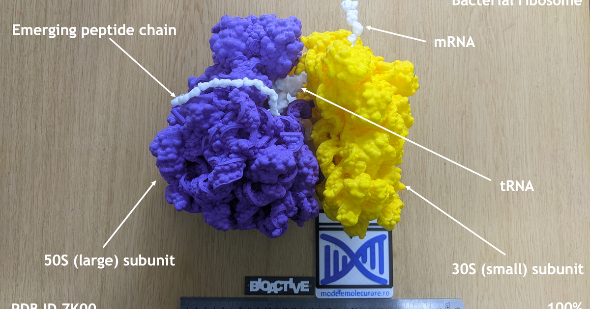 70S bacterial ribosome por Marius Mihasan | Descargar modelo STL ...