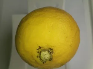 3D Lemon by DocMike | Download free STL model | Printables.com