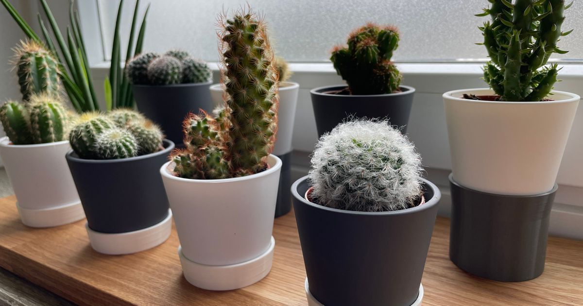 Holder for IKEA CACTACEAE cactus by Christian Englmeier | Download free ...