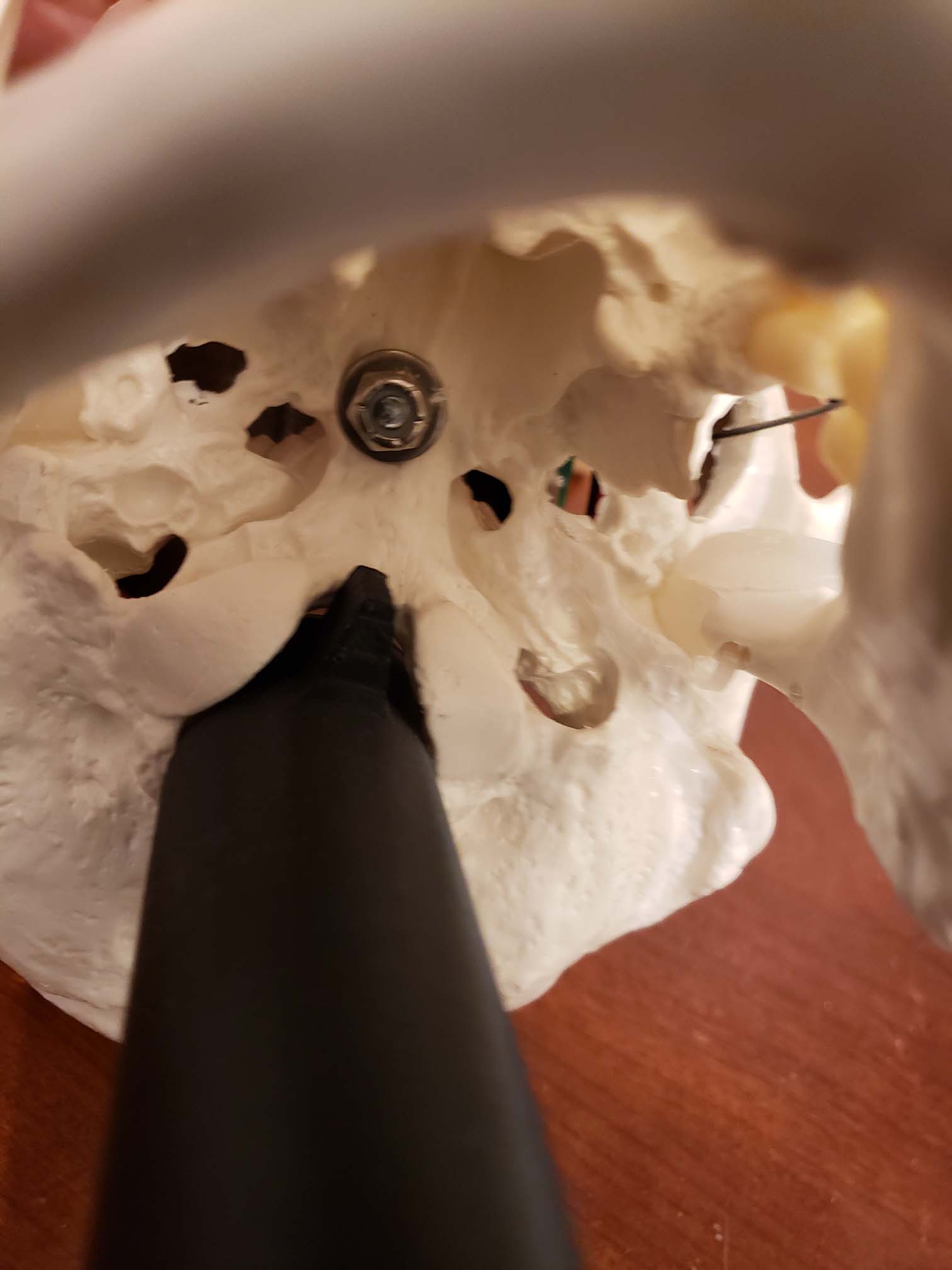 Mount for life size cranium cut skull by ccowley | Download free STL ...