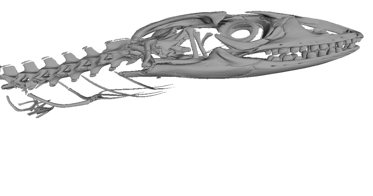 Savannah Monitor (Varanus exanthematicus exanthematicus) Skull and ...