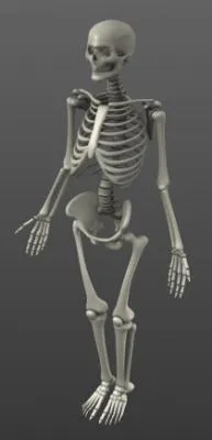 Skeleton with rig by Books | Download free STL model | Printables.com