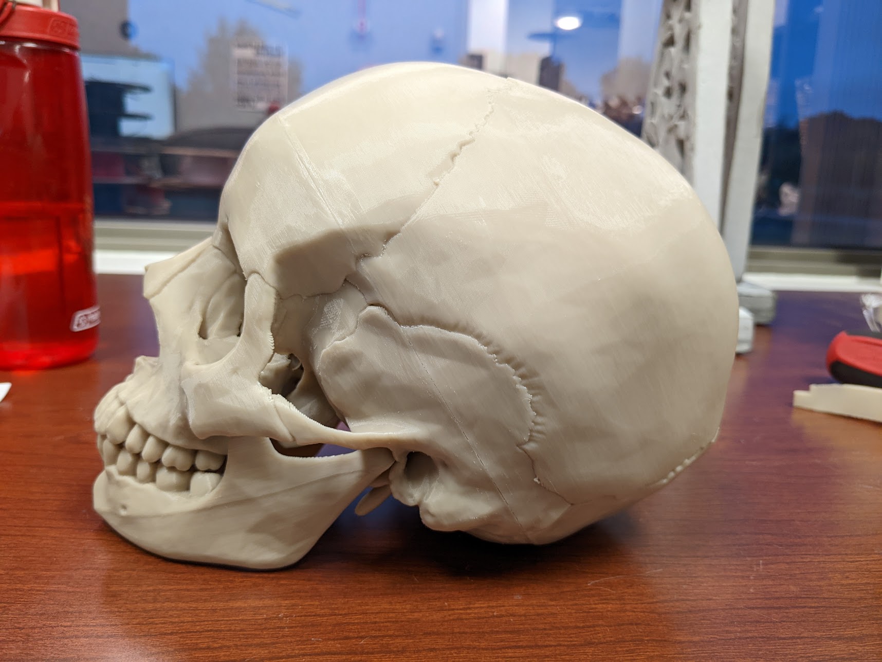 Human skull, anatomically correct - Re-Cut by Gage | Download free STL ...