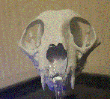 Cat Skull fountain by ___Sam___ | Download free STL model | Printables.com