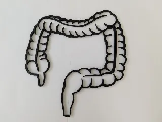 Human Digestive System Outline Model / Wall Art by Mihnea | Download ...