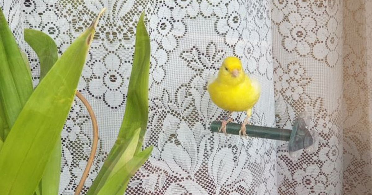 Bird perch on the window by slvkmkr | Download free STL model ...