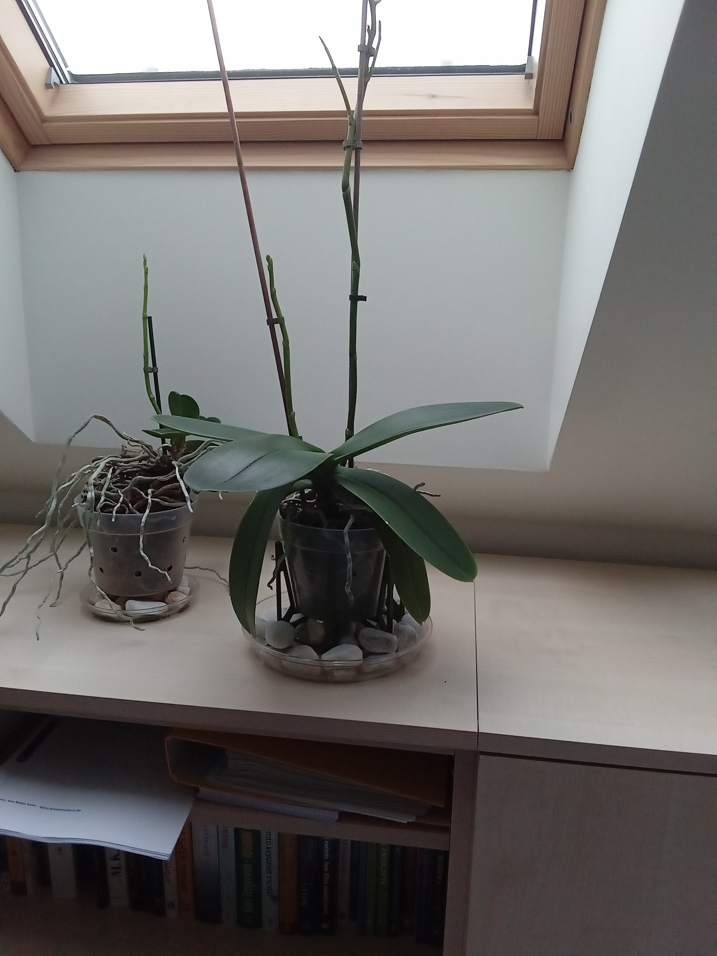Minimal design modular Orchid vase support by Pali | Download free STL ...