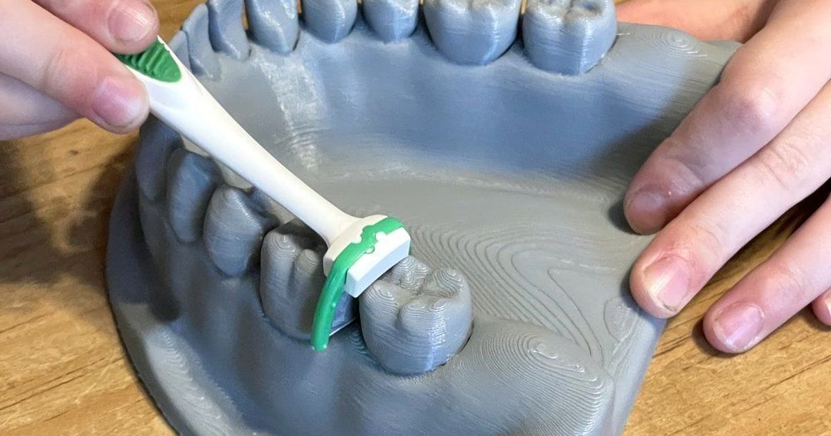 Dental Mandible / Maxilla Model for Brushing and Flossing Education by ...