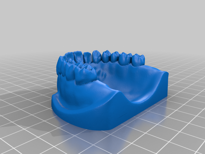 Dental Mandible / Maxilla Model for Brushing and Flossing Education by ...