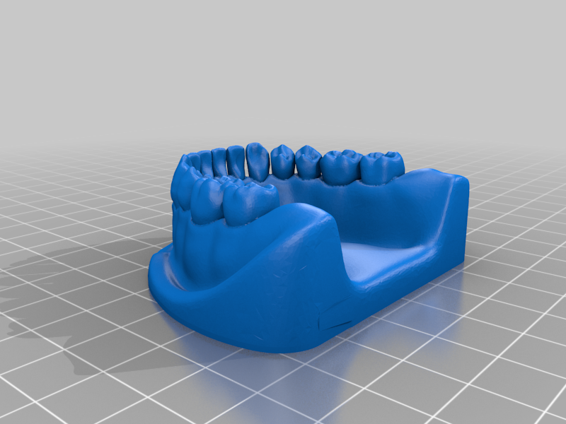 Dental Mandible / Maxilla Model for Brushing and Flossing Education by ...
