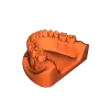 Dental Mandible / Maxilla Model for Brushing and Flossing Education by ...