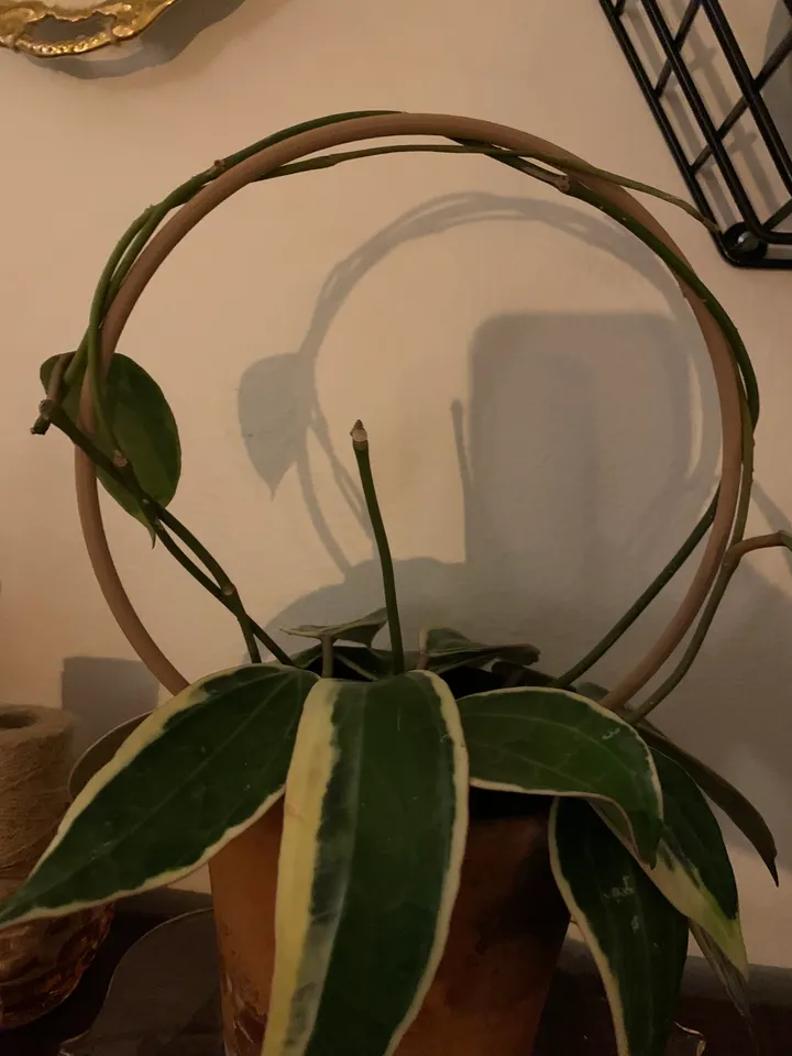 Circular Plant Trellis by Anthony Cerqua | Download free STL model ...