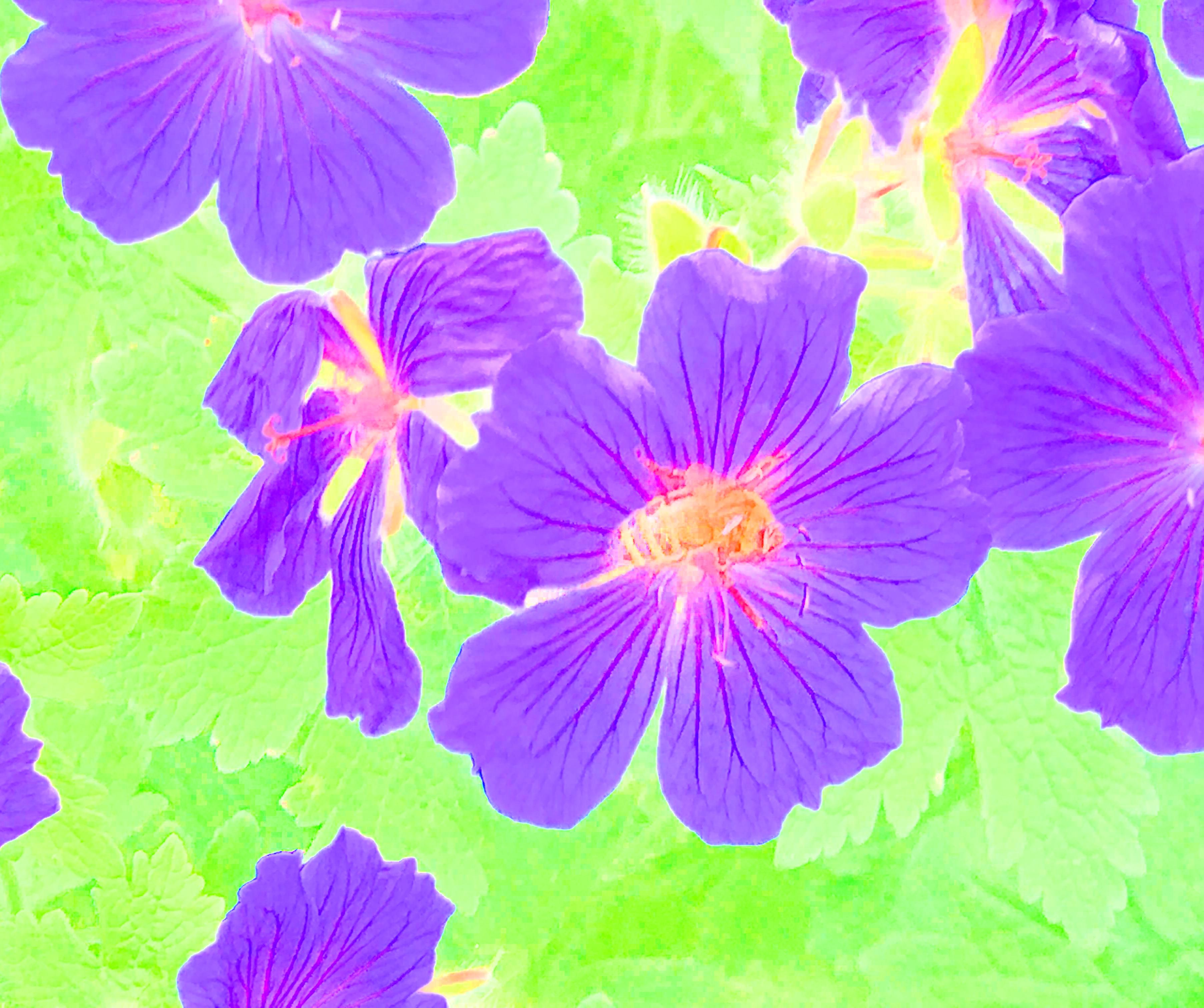 flower litho by MattGerman | Download free STL model | Printables.com