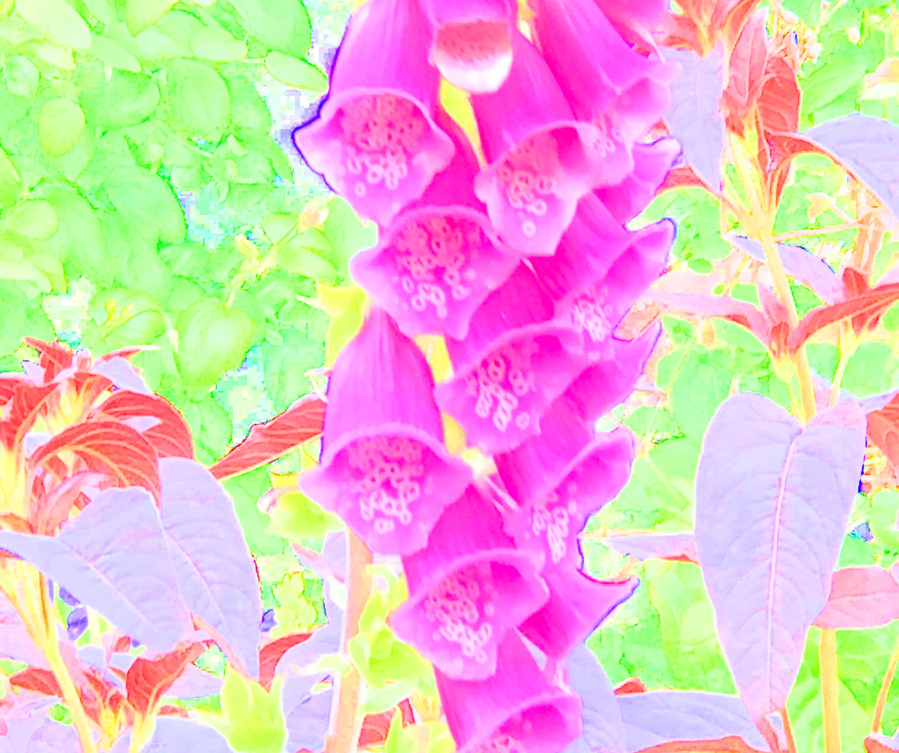 flower litho by MattGerman | Download free STL model | Printables.com
