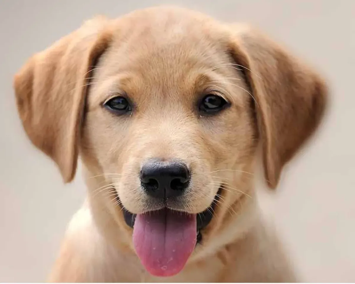 Baking - Cookie Cutter - Dog - Labrador by Peter C | Download free STL ...