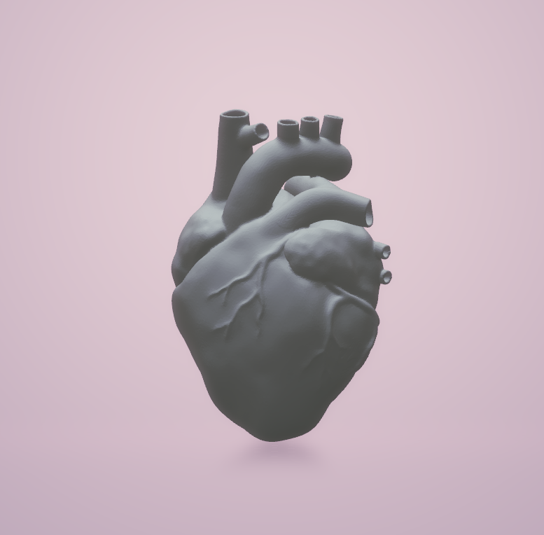 Anatomical Heart by Hex | Download free STL model | Printables.com